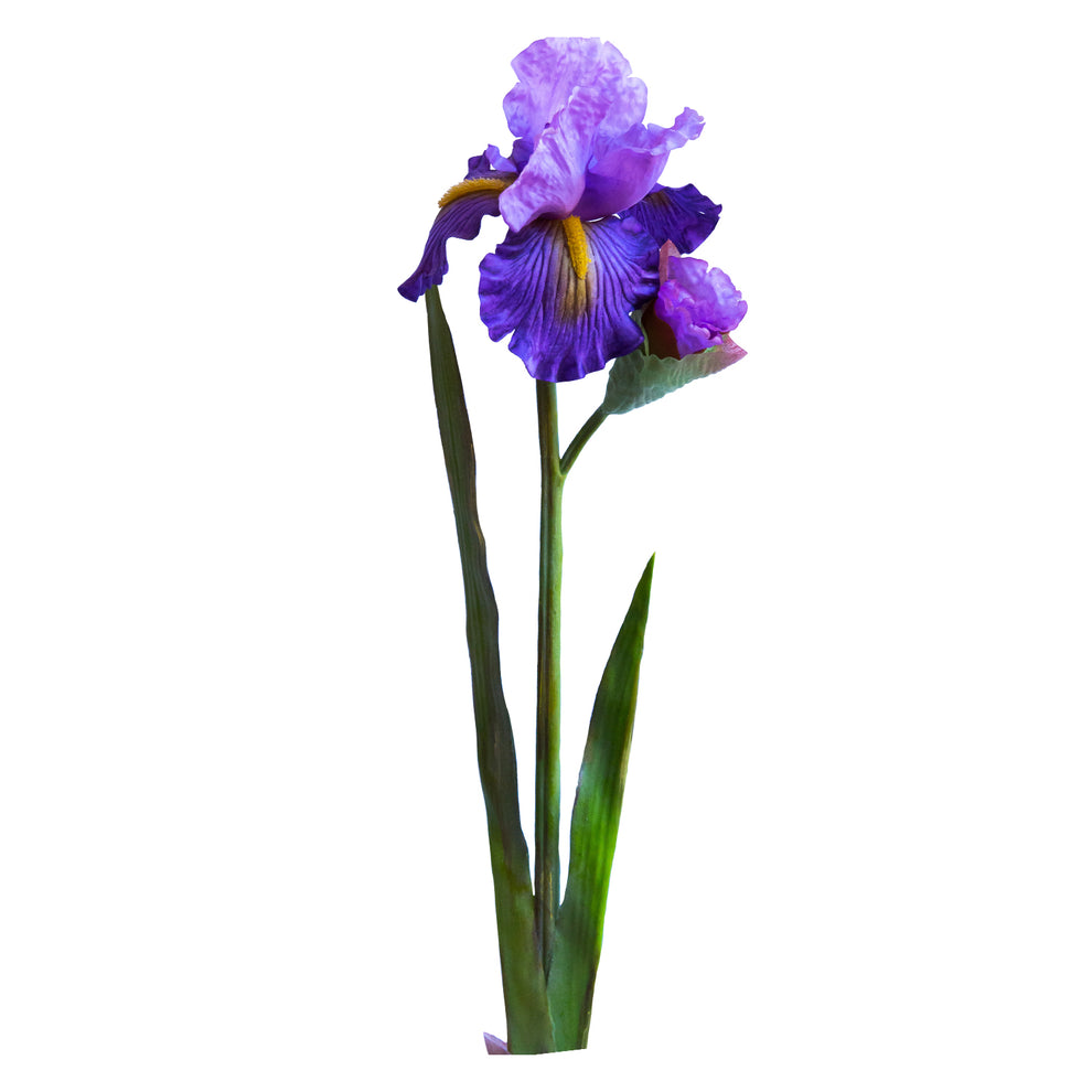 Lirio Morado 65 cm – Le Bouquet Flores