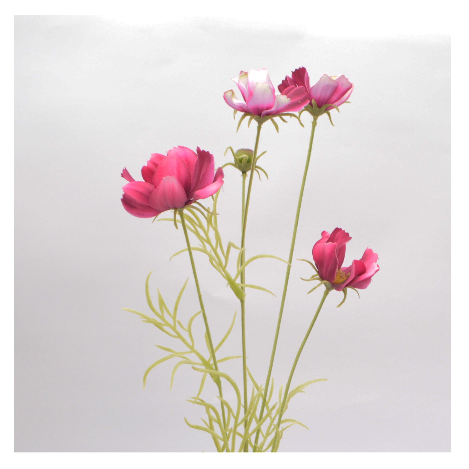 Cosmo – Le Bouquet Flores