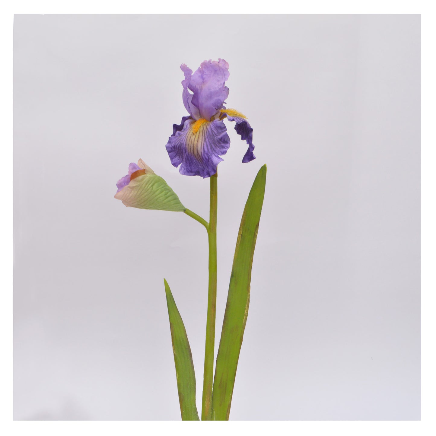 Lirio Morado – Le Bouquet Flores