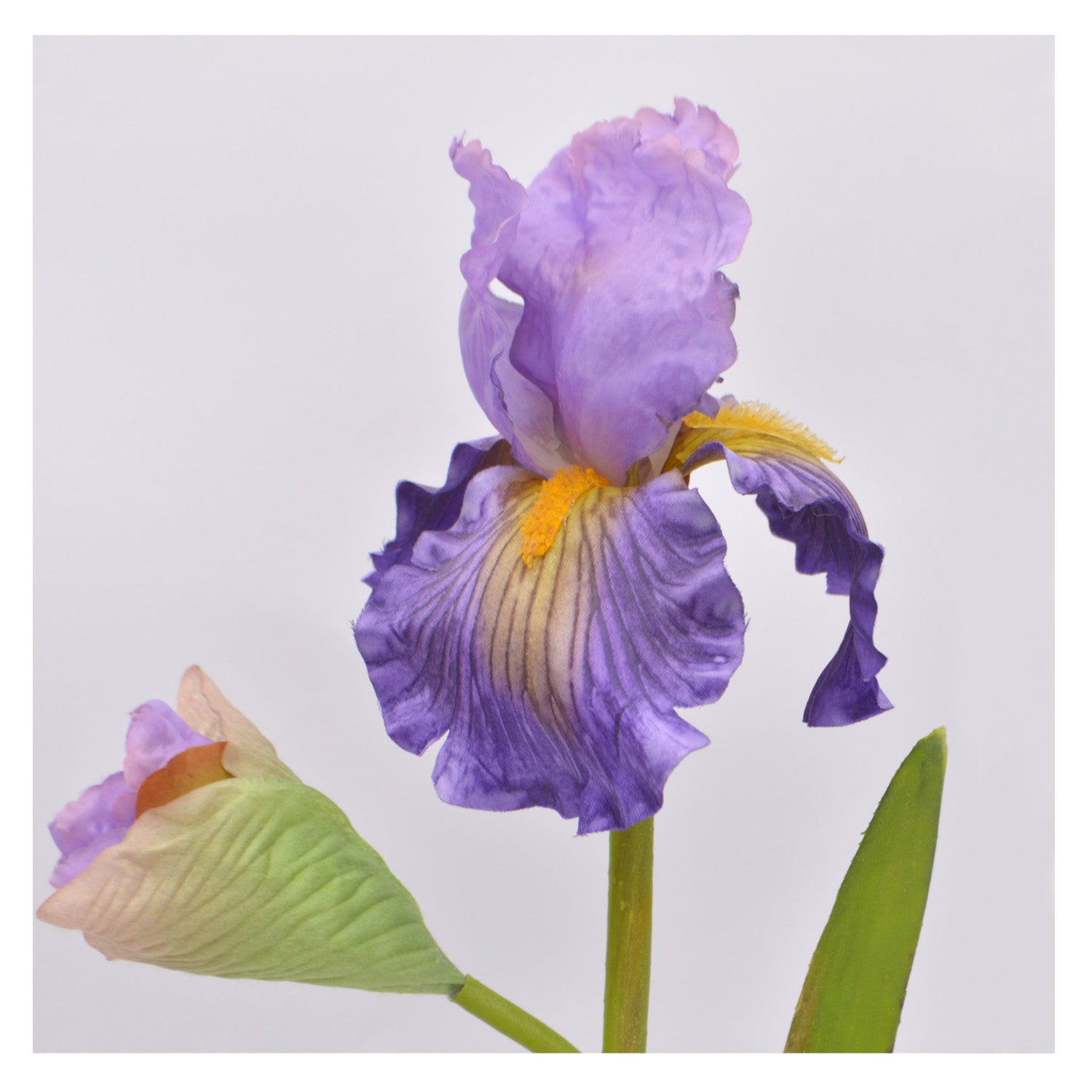 Lirio Morado – Le Bouquet Flores