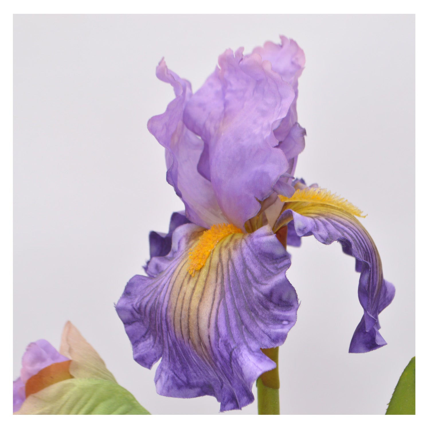 Lirio Morado – Le Bouquet Flores