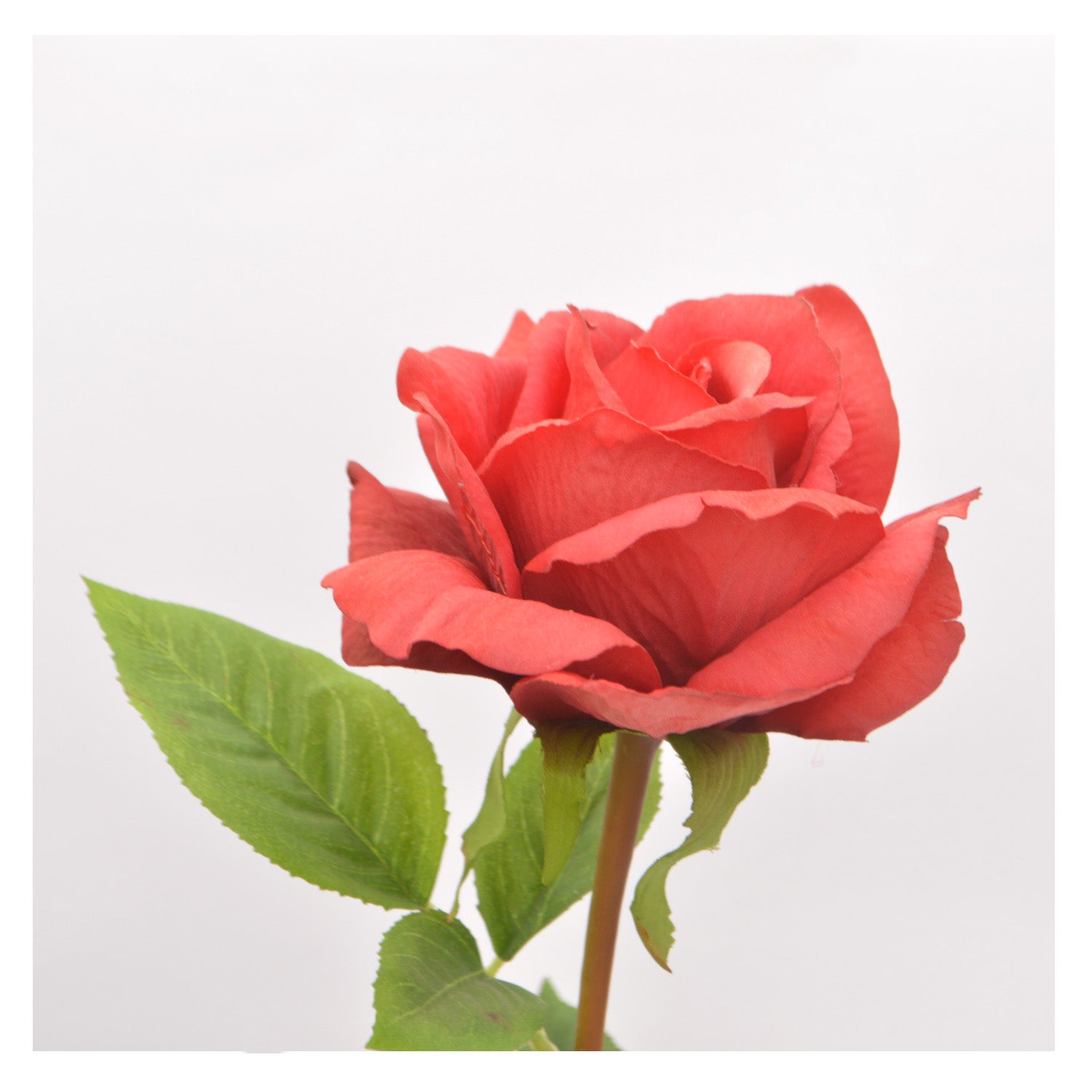 Rosa Roja – Le Bouquet Flores